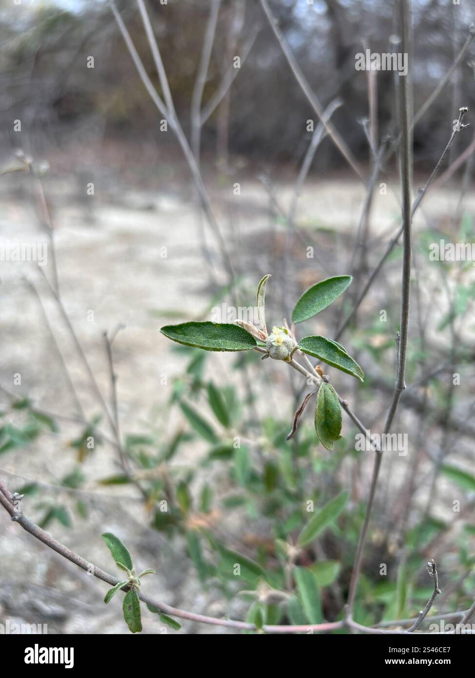 California croton (Croton californicus Stock Photo - Alamy
