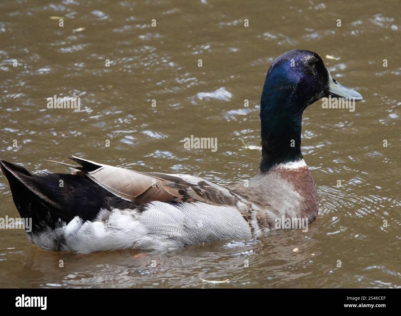 Domestic Mallard (Anas platyrhynchos domesticus Stock Photo - Alamy
