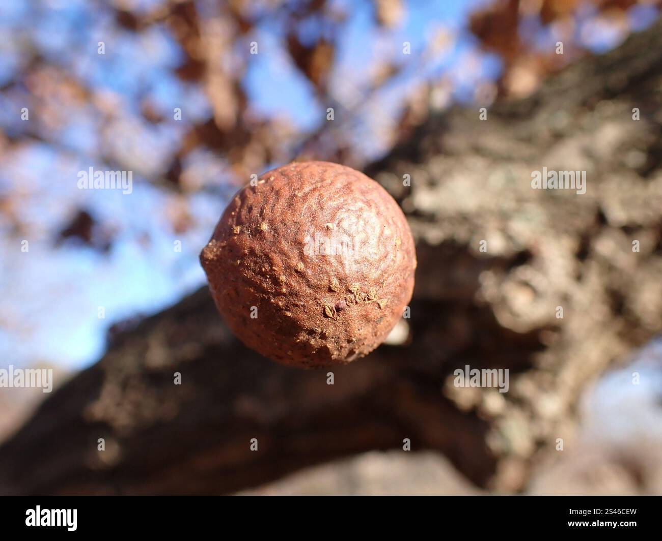 Oak Marble Gall Wasp (Andricus kollari Stock Photo - Alamy