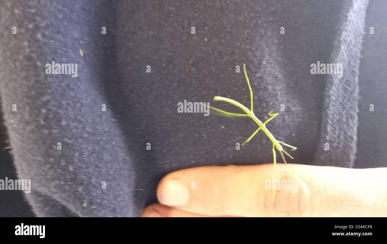 Smooth Stick Insect (Clitarchus hookeri Stock Photo - Alamy