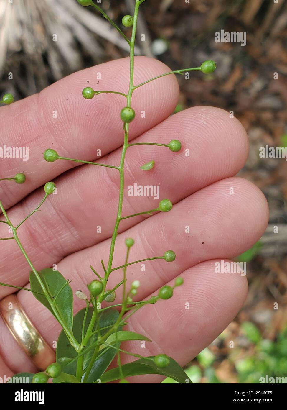 seaside brookweed (Samolus parviflorus Stock Photo - Alamy