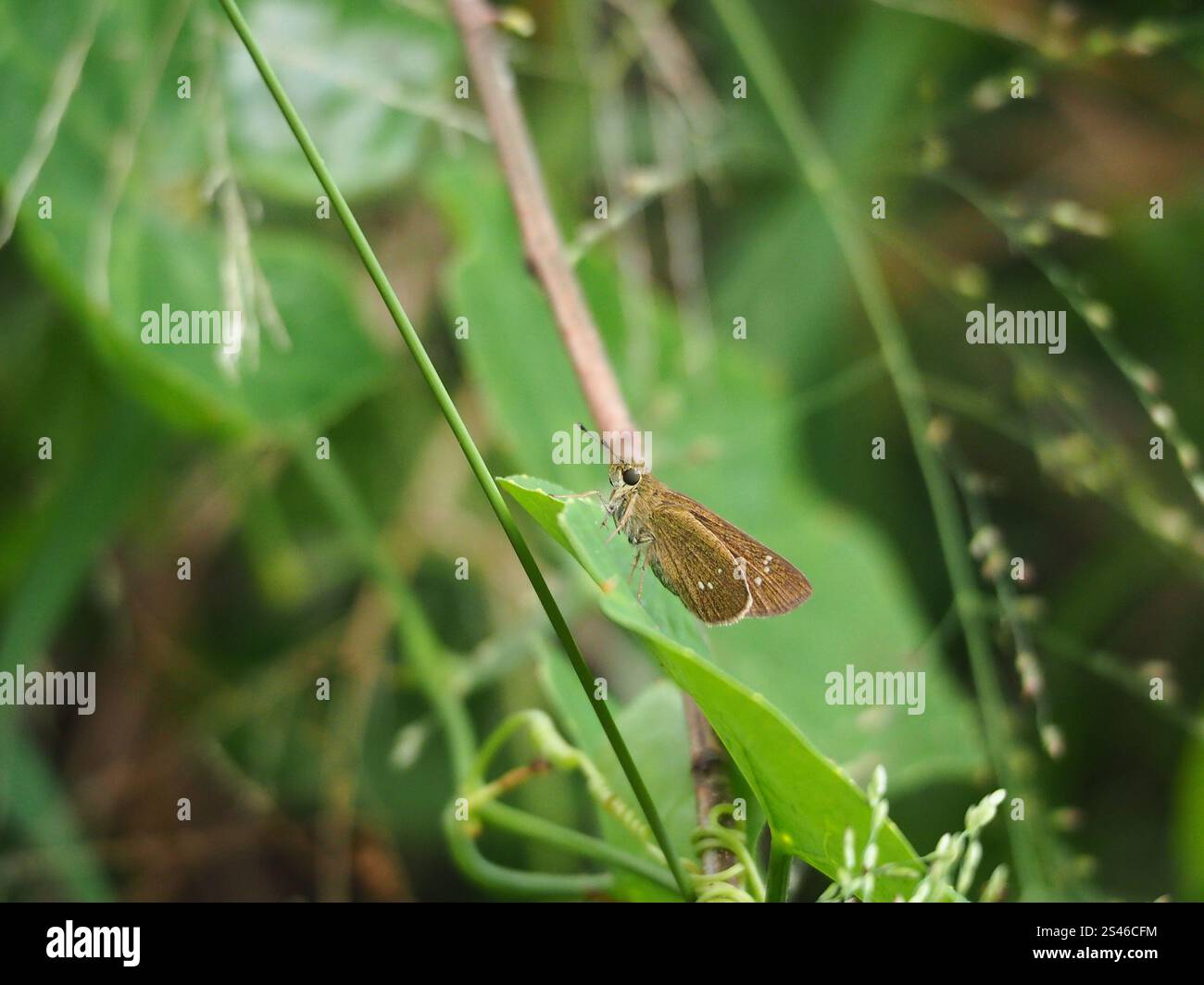 Formosan Swift (Borbo cinnara Stock Photo - Alamy