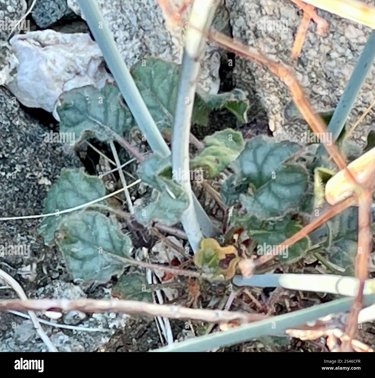 Desert Trumpet (Eriogonum inflatum Stock Photo - Alamy