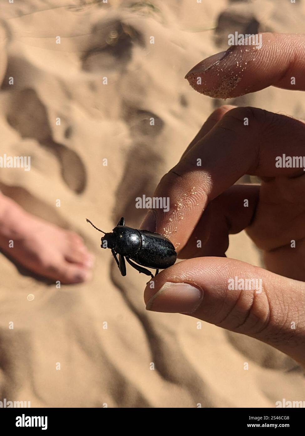 Armored Stink Beetle (Eleodes armata Stock Photo - Alamy