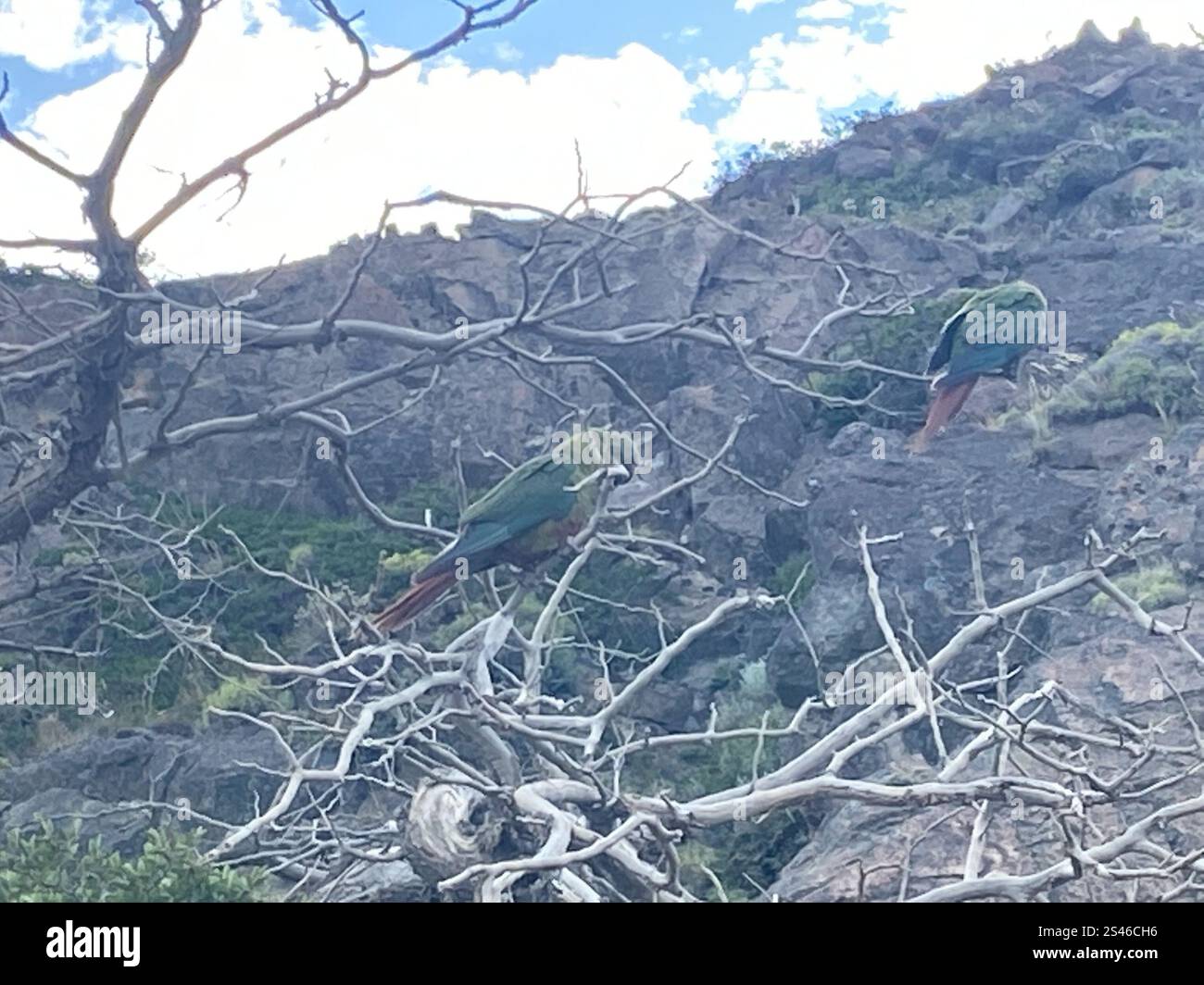 Austral Parakeet (Enicognathus ferrugineus Stock Photo - Alamy