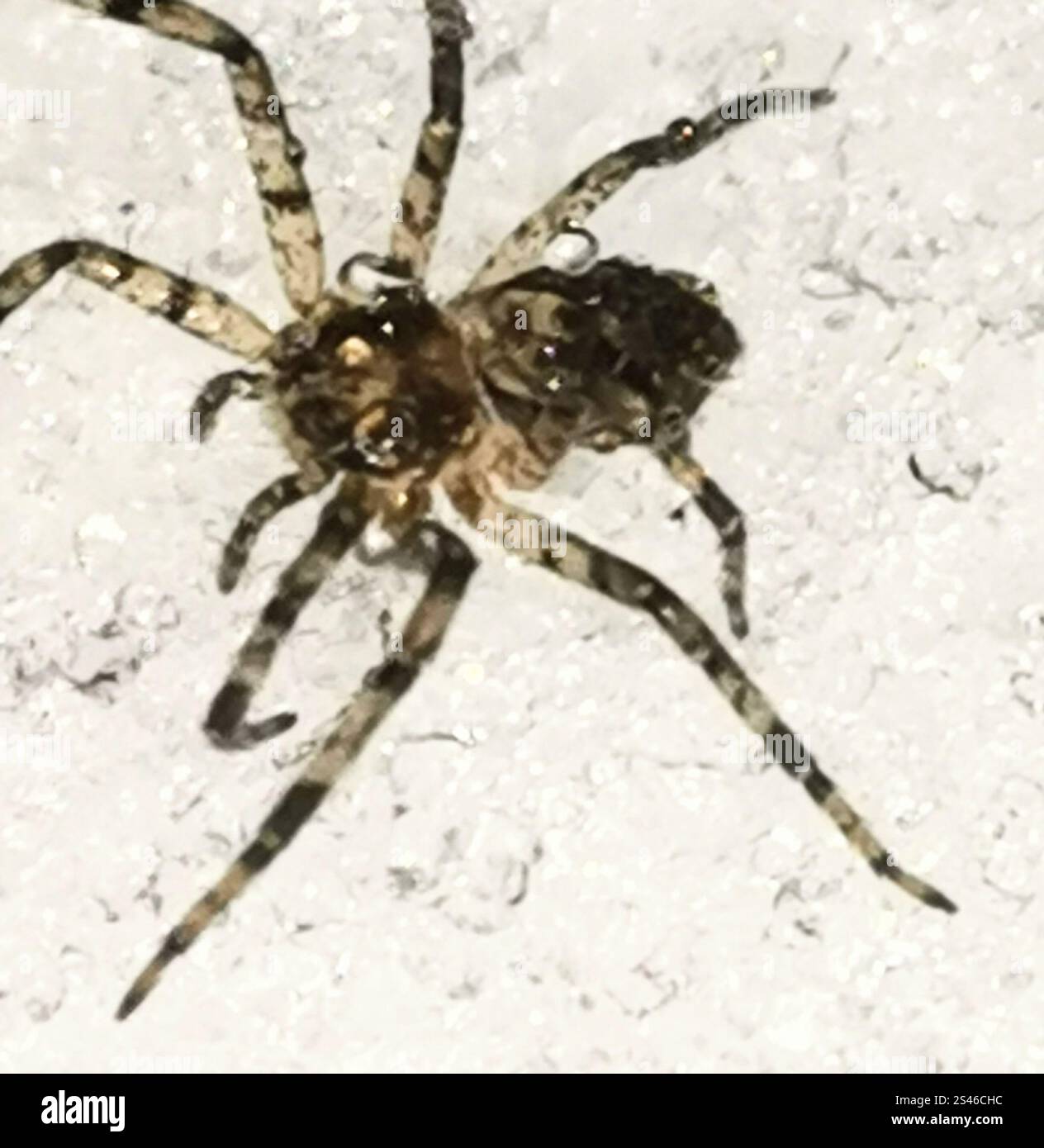 Running Crab Spiders (Philodromus Stock Photo - Alamy