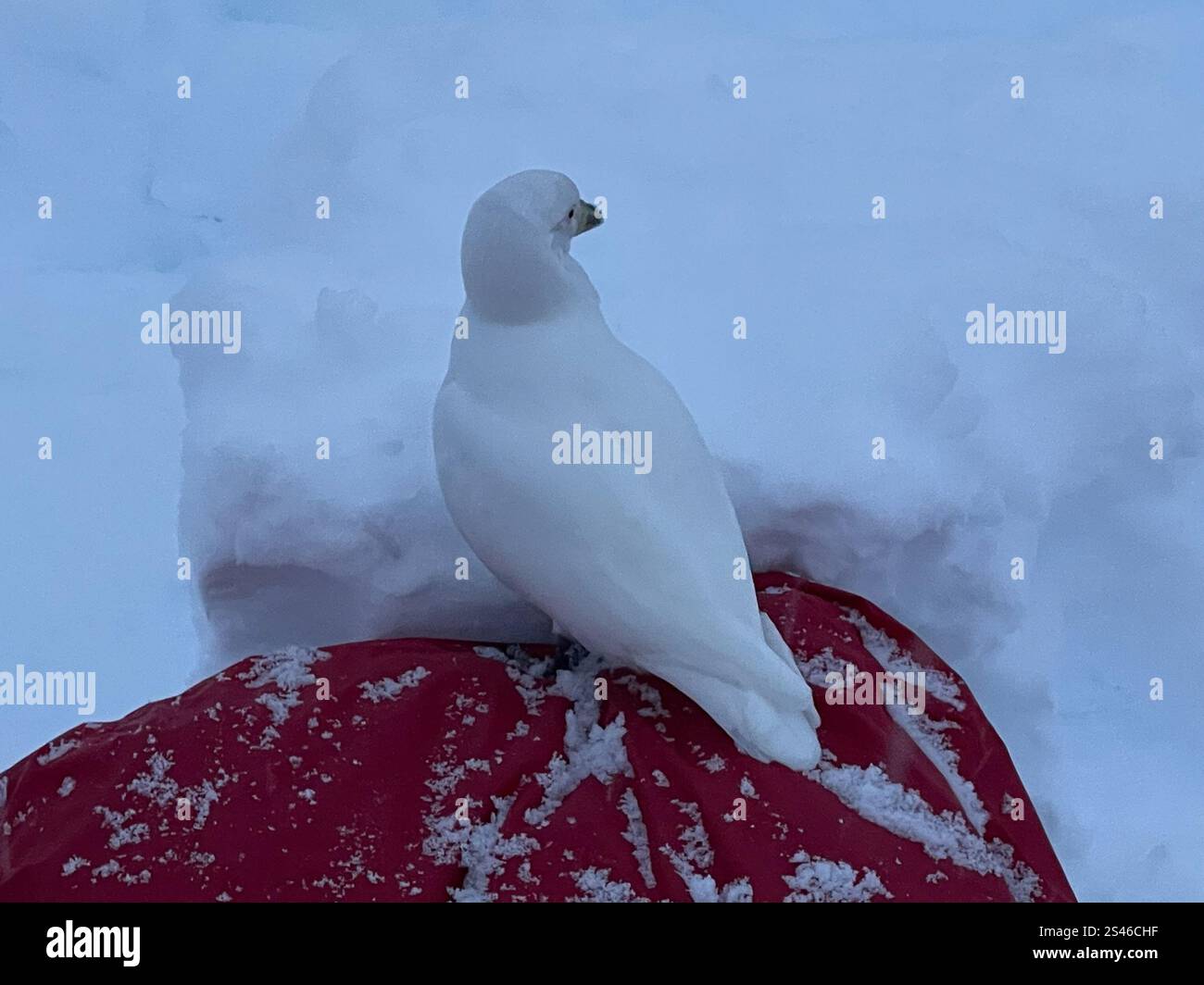 Snowy Sheathbill (Chionis albus Stock Photo - Alamy