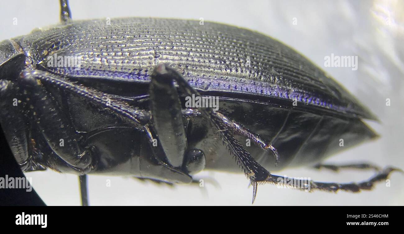 Narrow Searcher Beetle (Calosoma externum Stock Photo - Alamy