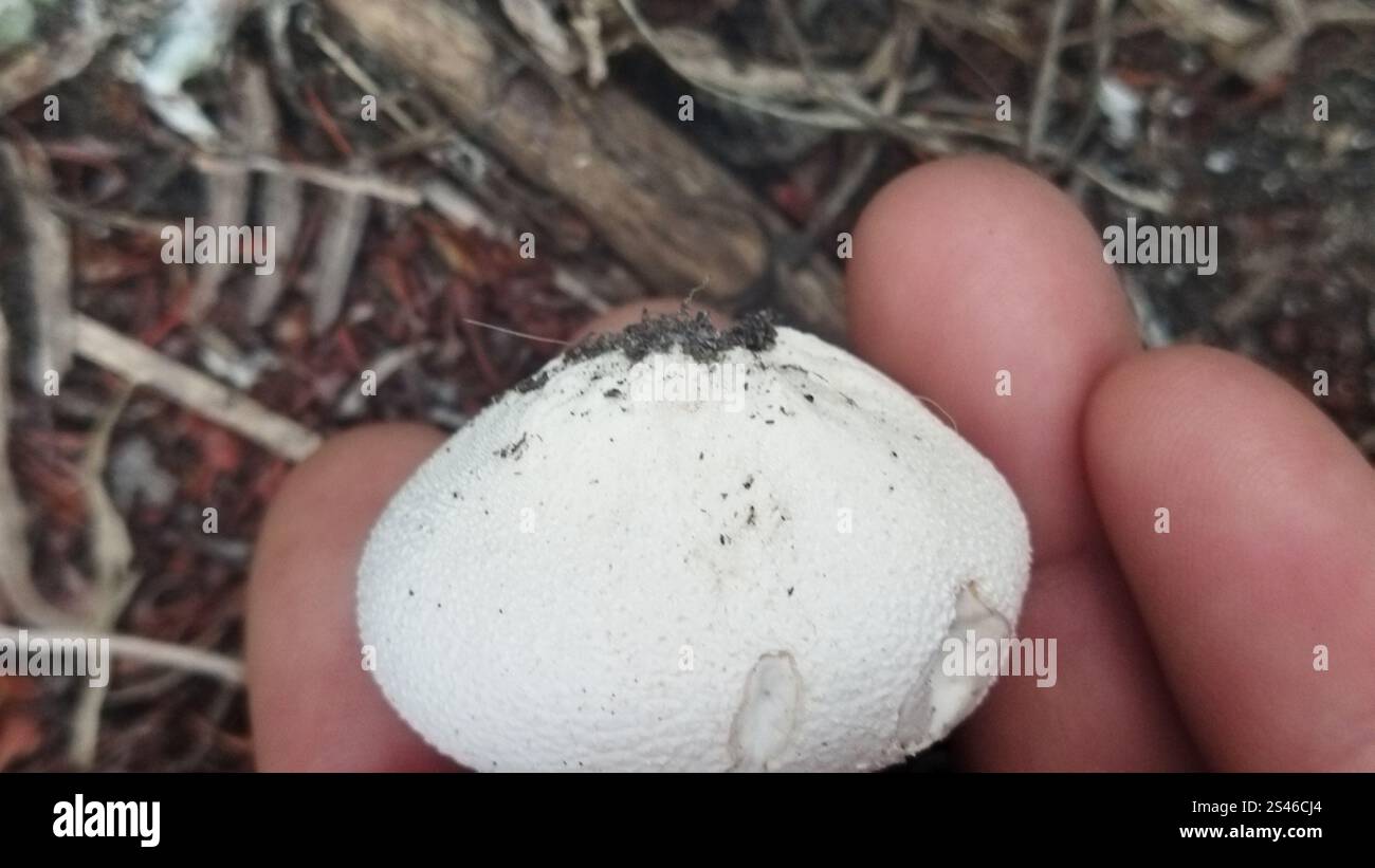 Meadow Puffball (Lycoperdon pratense Stock Photo - Alamy
