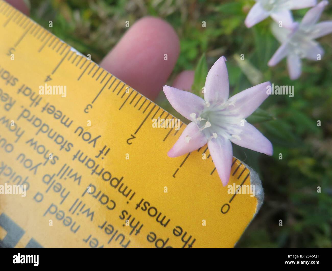 largeflower Mexican clover (Richardia grandiflora Stock Photo - Alamy