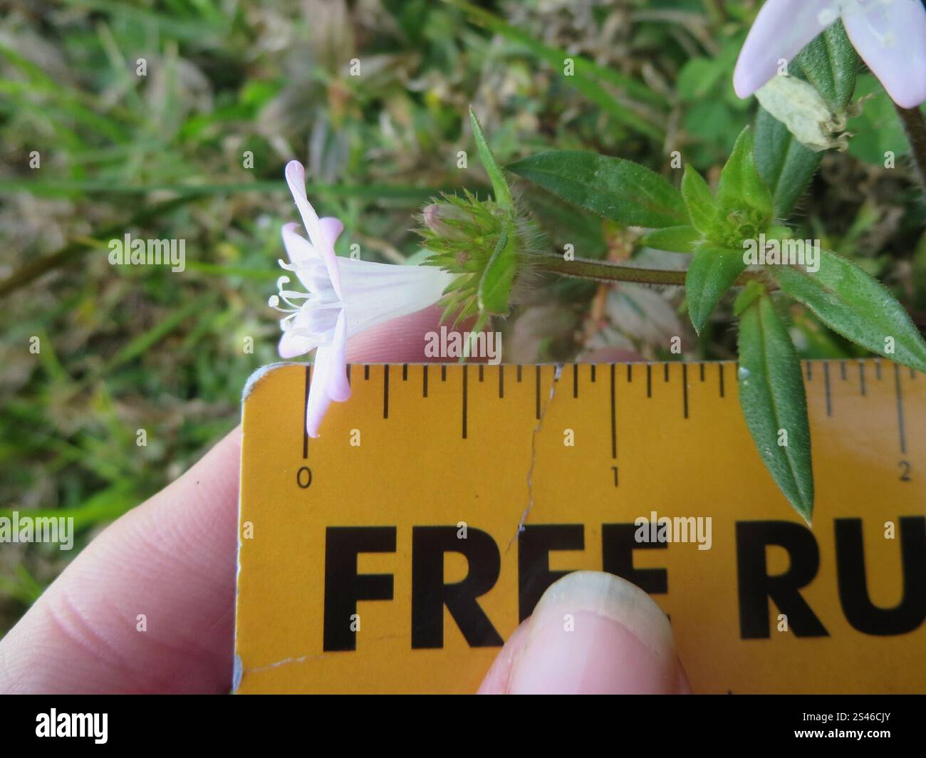 largeflower Mexican clover (Richardia grandiflora Stock Photo - Alamy