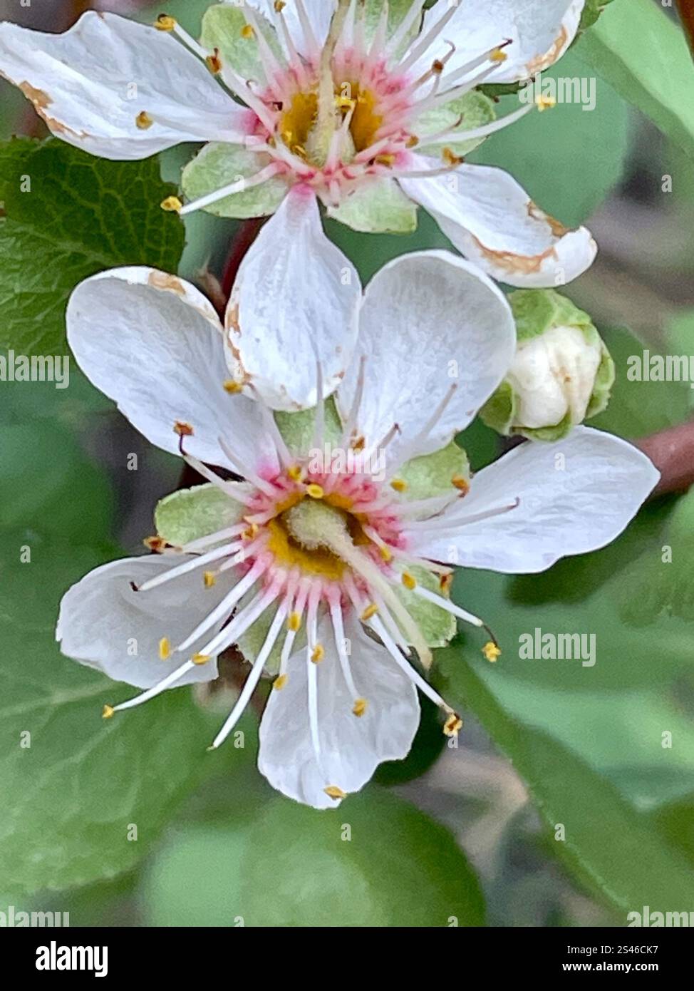 Desert Apricot (Prunus fremontii Stock Photo - Alamy