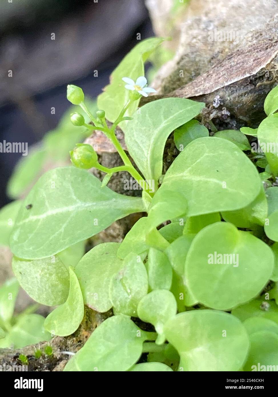 seaside brookweed (Samolus parviflorus Stock Photo - Alamy