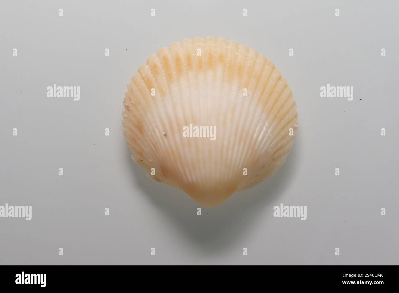 Yellow Prickly Cockle (Dallocardia muricata Stock Photo - Alamy