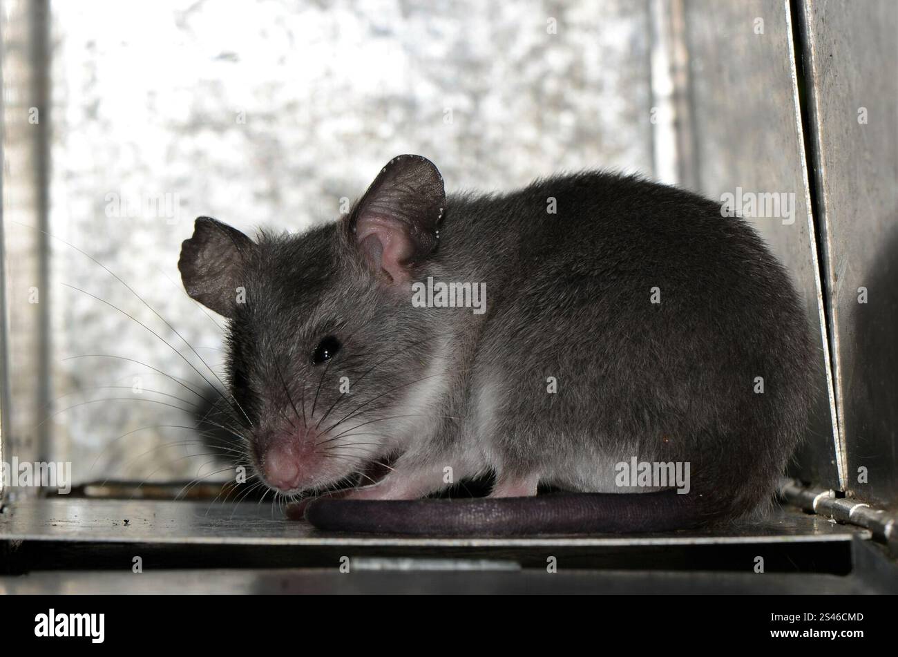 Long-tailed Pouched Rat (Beamys hindei Stock Photo - Alamy