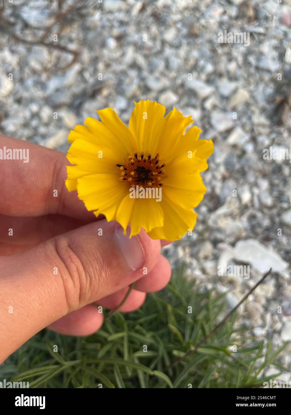 stiff greenthread (Thelesperma filifolium Stock Photo - Alamy