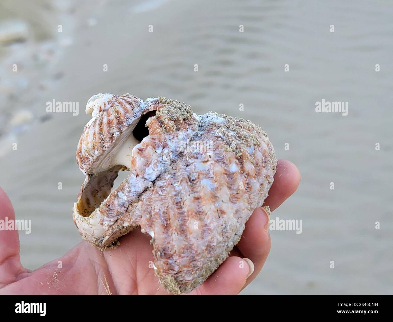 Cook's Turban (Cookia sulcata Stock Photo - Alamy