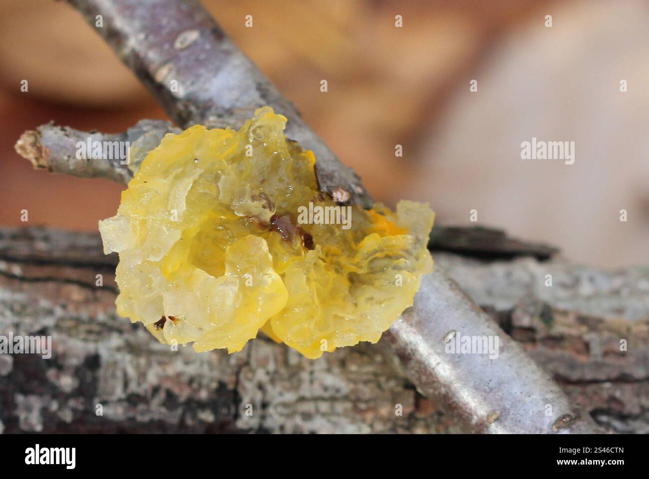 witch's butter (Tremella mesenterica Stock Photo - Alamy
