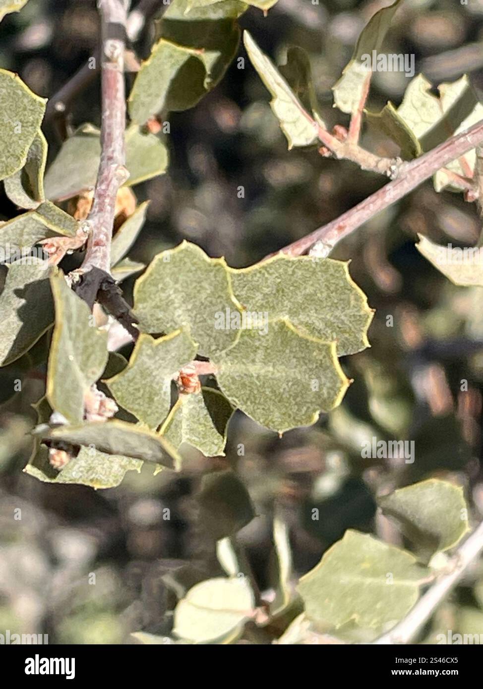 Muller's oak (Quercus cornelius-mulleri Stock Photo - Alamy