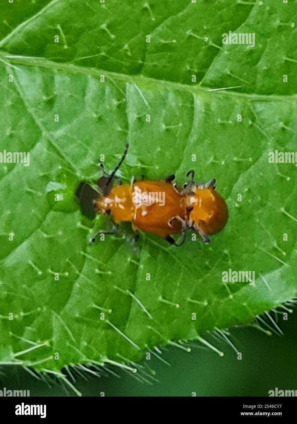 Flea Beetles (Alticini Stock Photo - Alamy