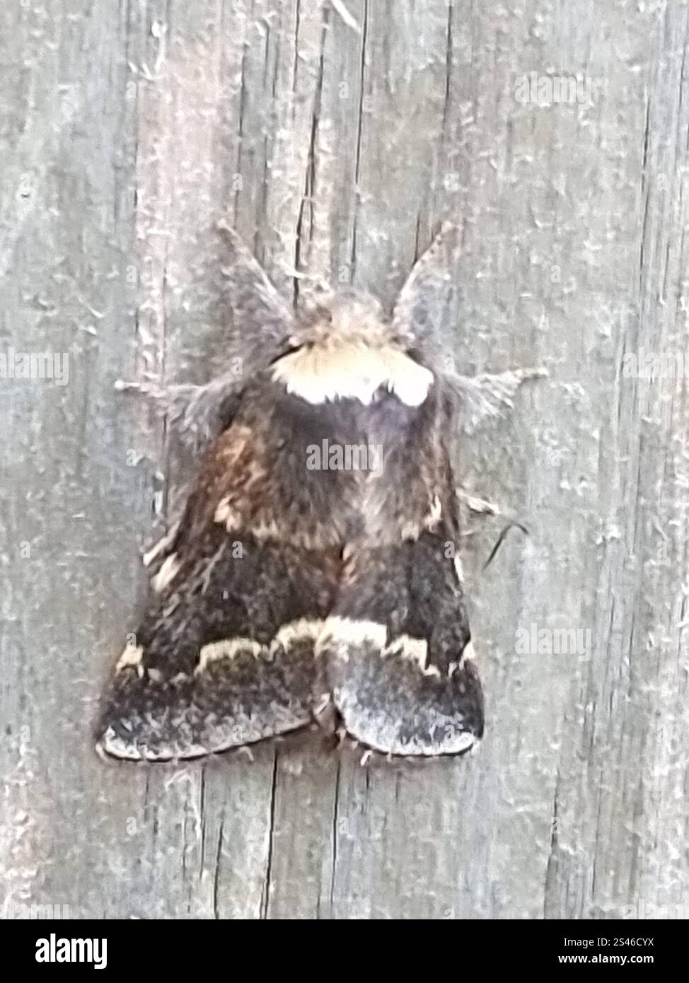 December Moth (Poecilocampa populi Stock Photo - Alamy