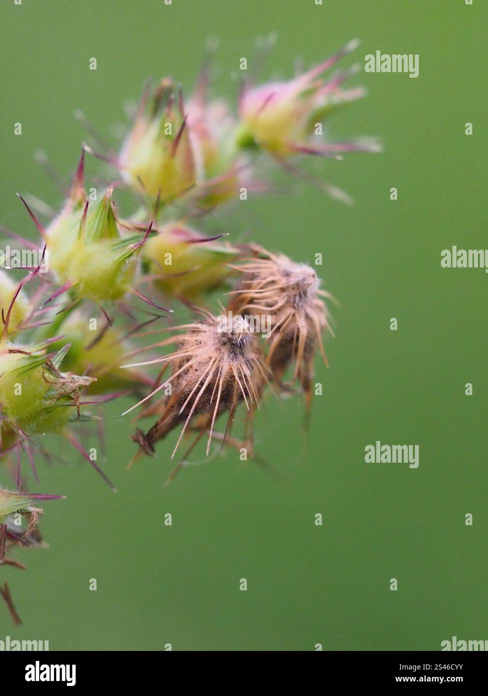 Southern Sandbur (Cenchrus echinatus Stock Photo - Alamy