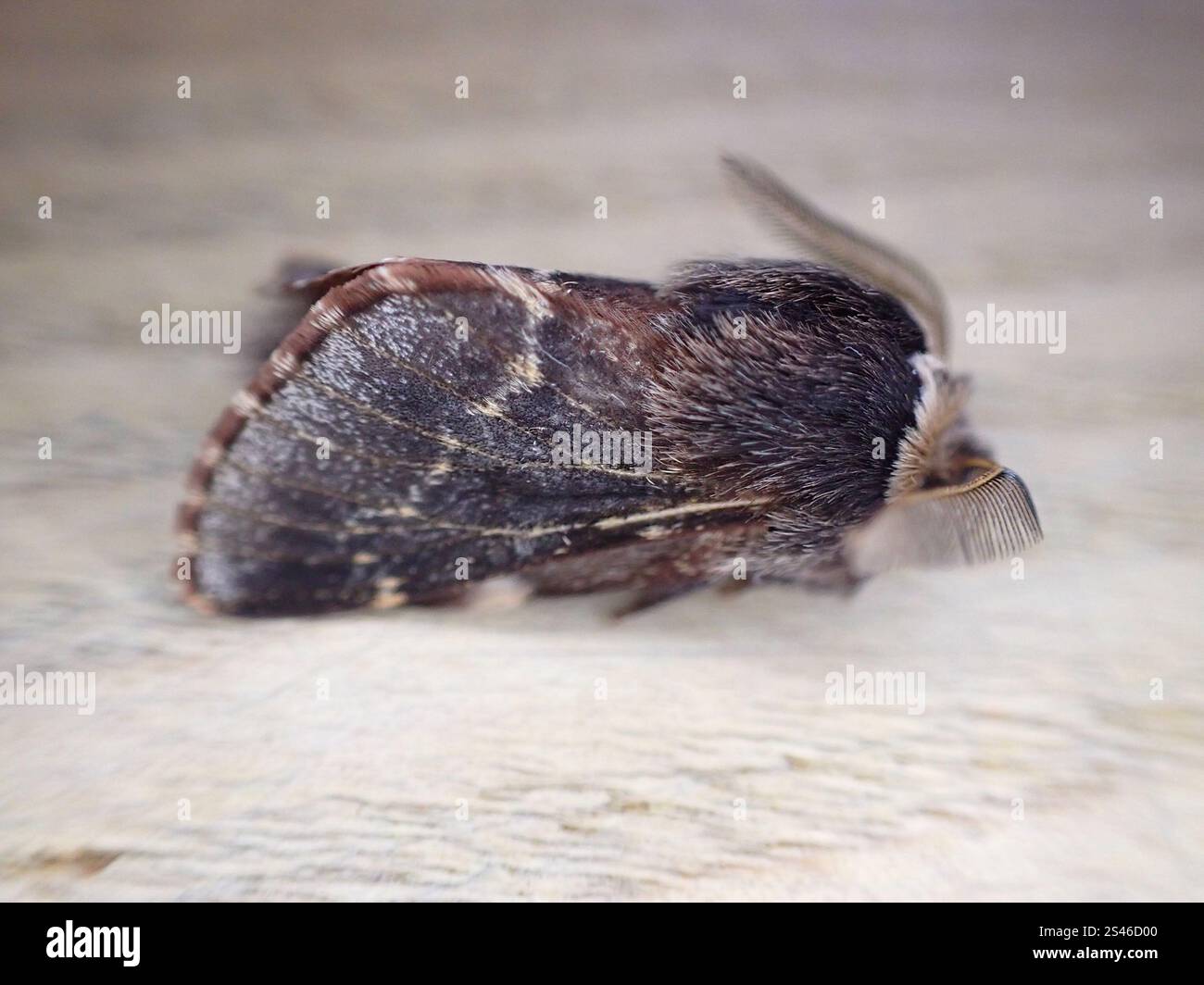 December Moth (Poecilocampa populi Stock Photo - Alamy