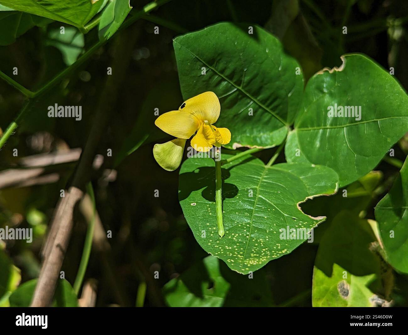 Wild Cowpea (Vigna luteola Stock Photo - Alamy