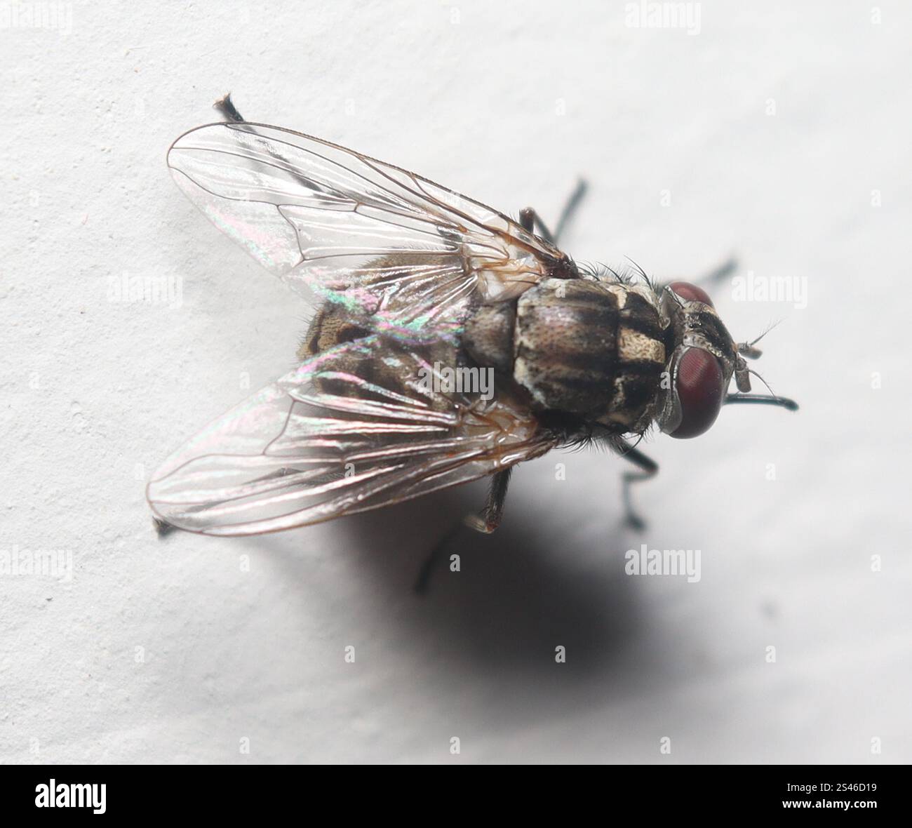 Stable Fly (Stomoxys calcitrans Stock Photo - Alamy