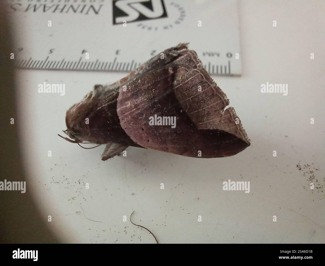 Echo Moth (Achaea echo Stock Photo - Alamy