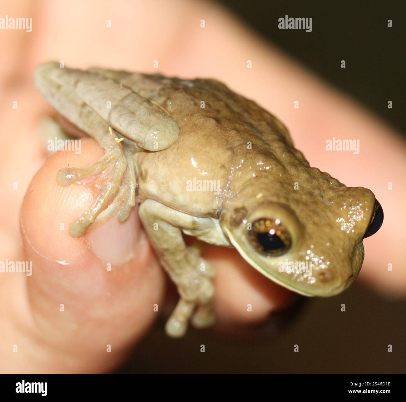 Vermiculated Tree Frog (Trachycephalus vermiculatus Stock Photo - Alamy