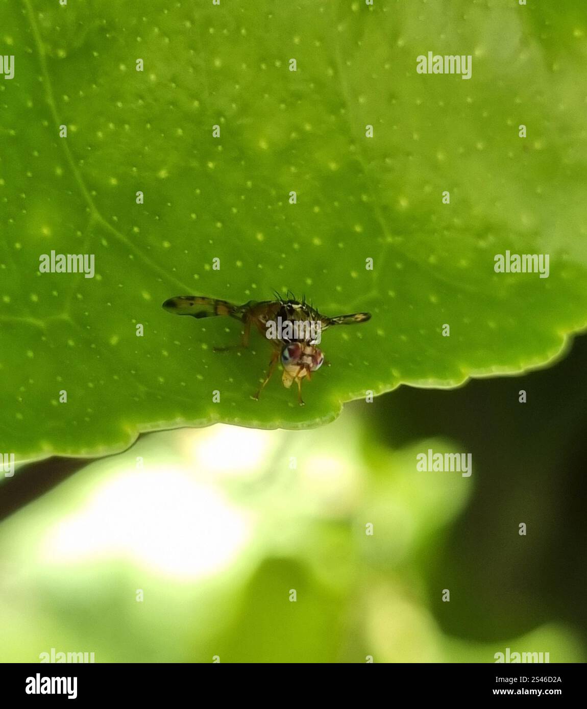 Mediterranean Fruit Fly (Ceratitis capitata Stock Photo - Alamy