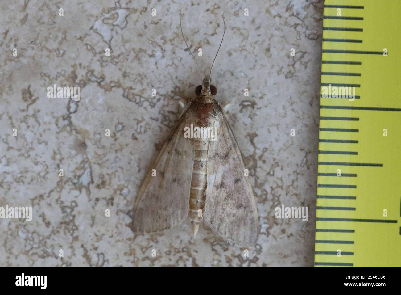 Grass Webworm Moth (Herpetogramma licarsisalis Stock Photo - Alamy