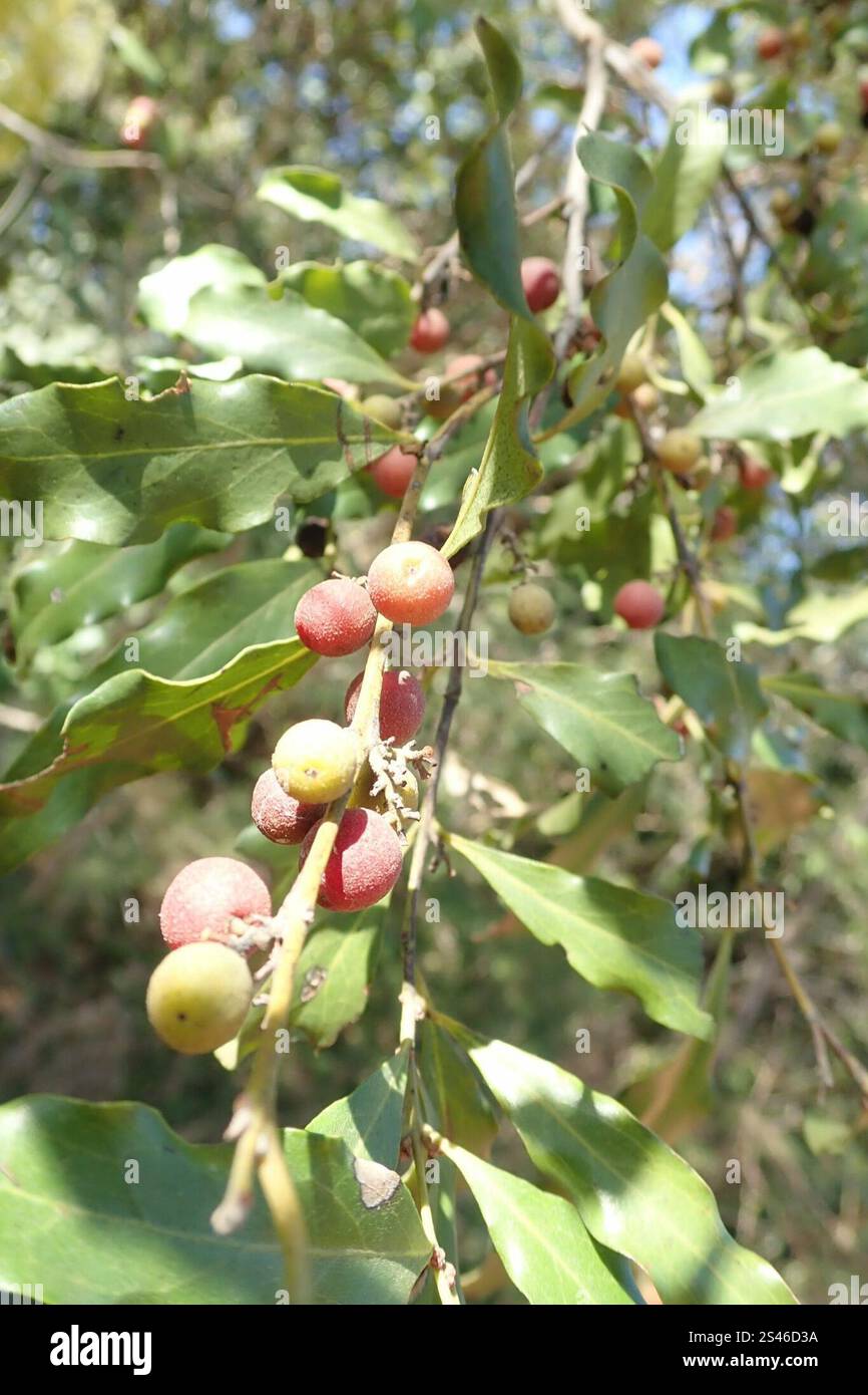 Magic Gwarrie (Euclea divinorum Stock Photo - Alamy
