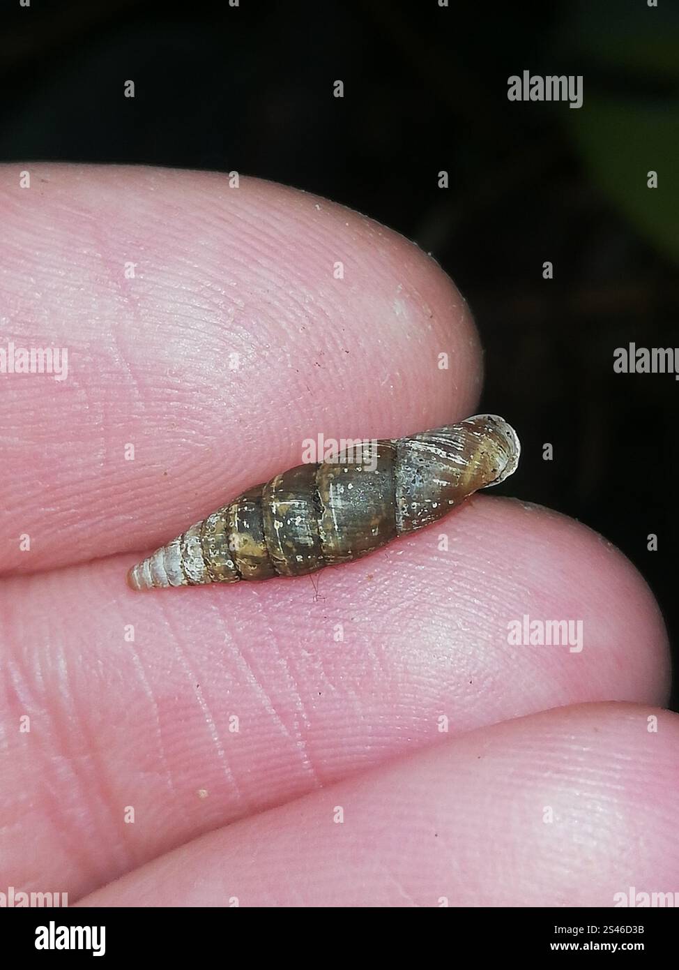 Plaited Door-snail (Cochlodina laminata Stock Photo - Alamy
