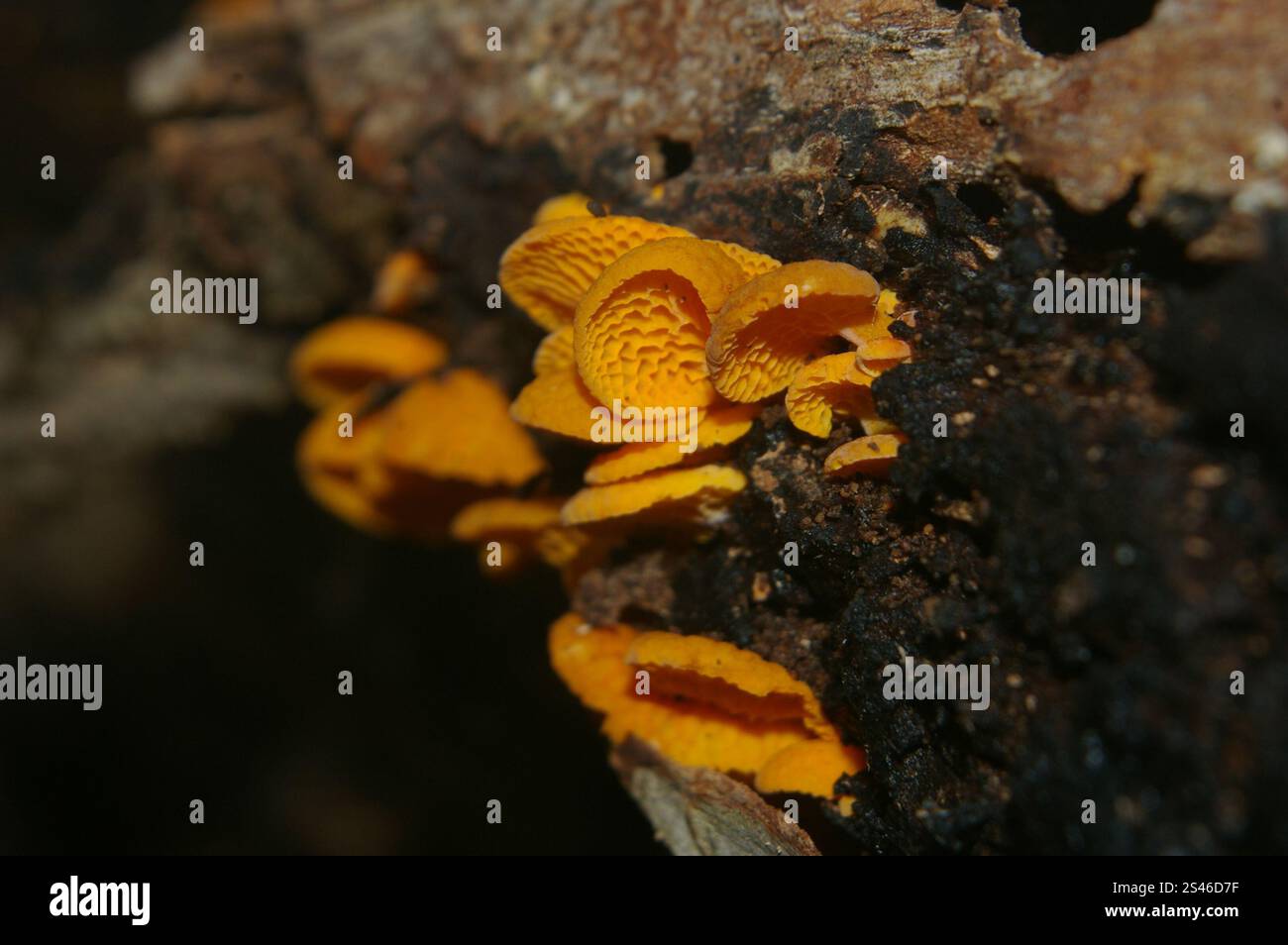 orange pore fungus (Favolaschia claudopus Stock Photo - Alamy