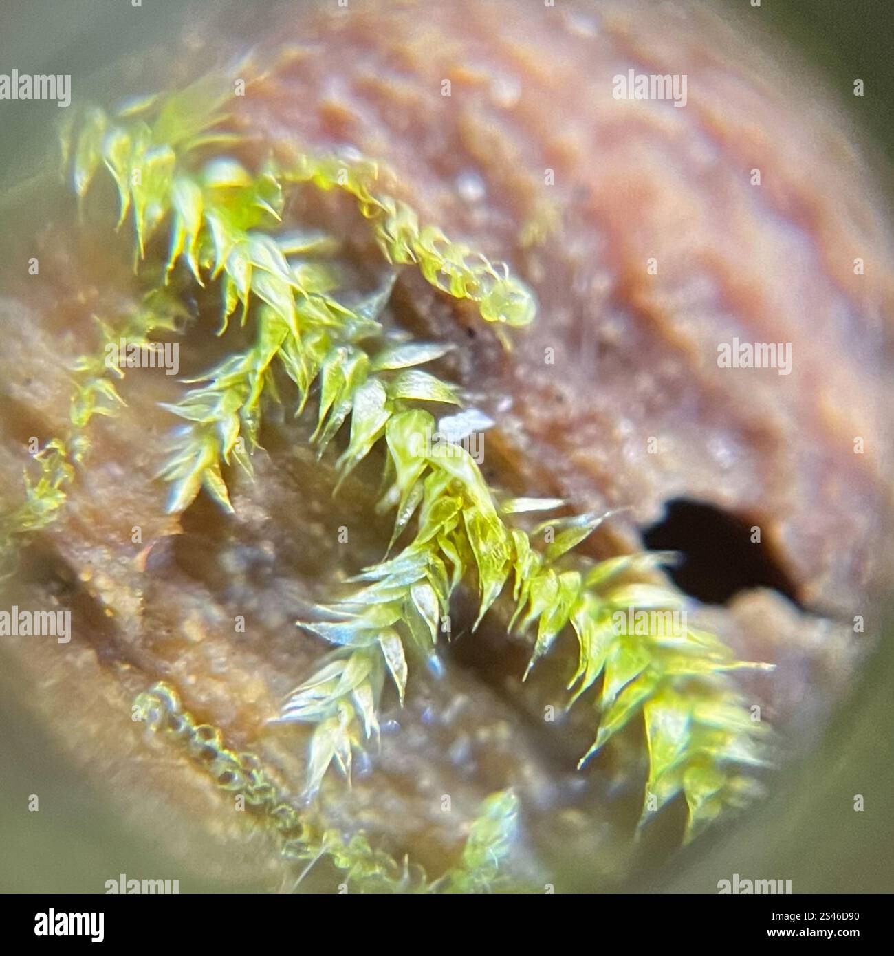 Streamside Leptodictyum Moss (Leptodictyum riparium Stock Photo - Alamy