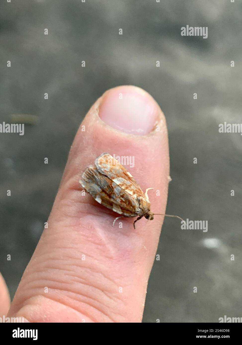 Tortricid Leafroller Moths (Tortricidae Stock Photo - Alamy