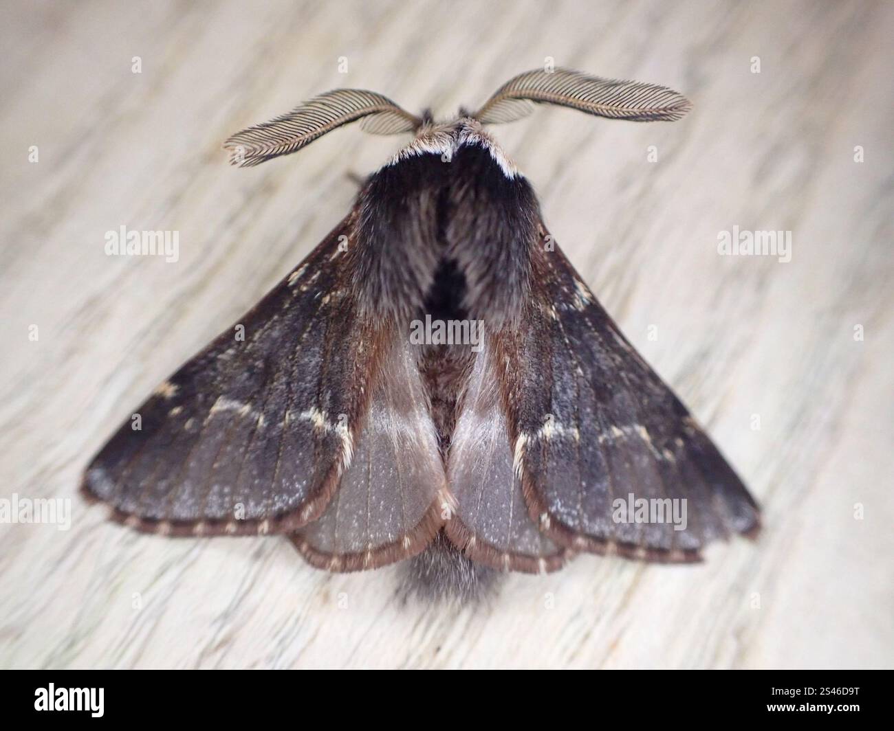 December Moth (Poecilocampa populi Stock Photo - Alamy