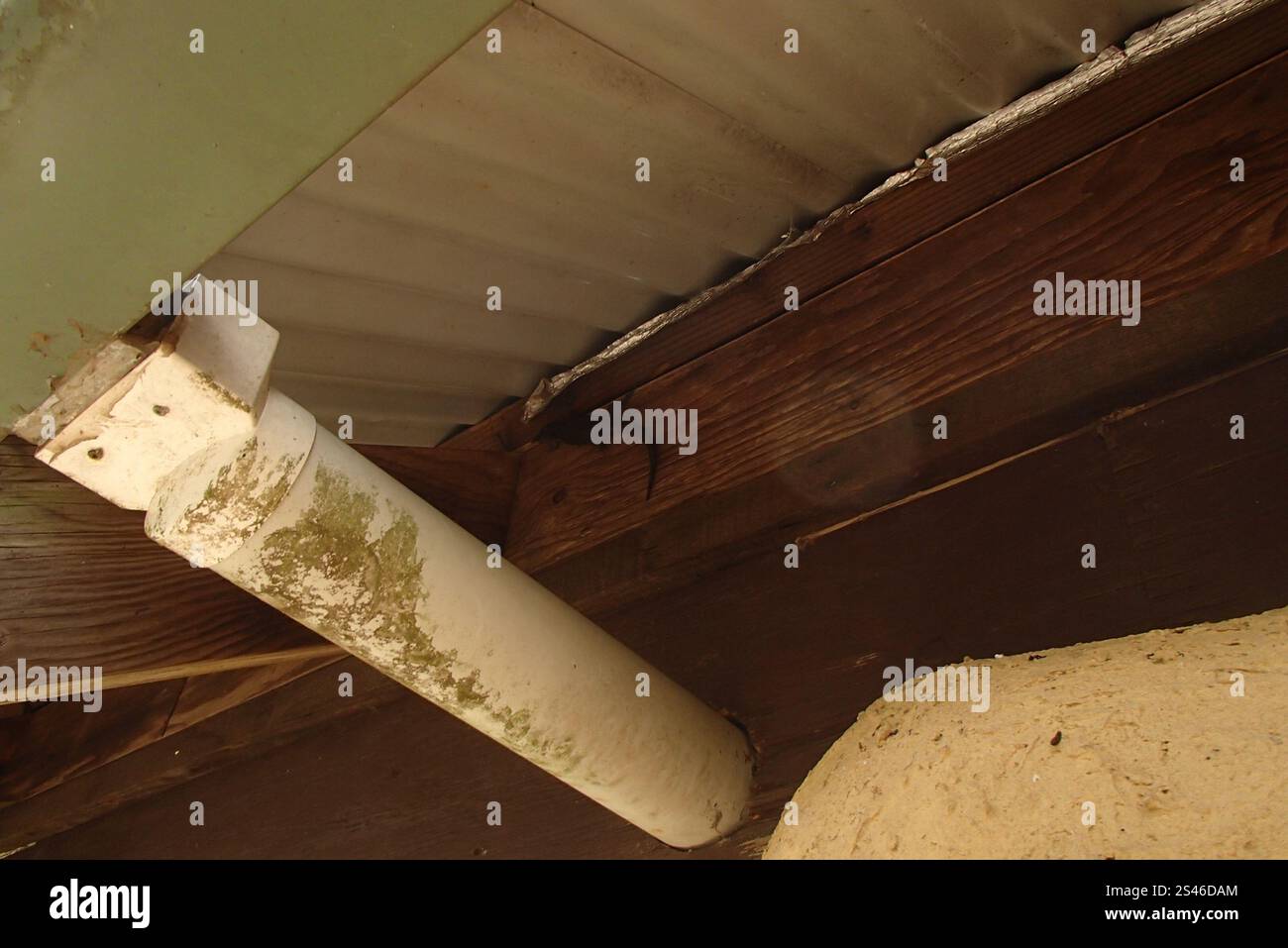 Black Rock Skink (Egernia saxatilis Stock Photo - Alamy