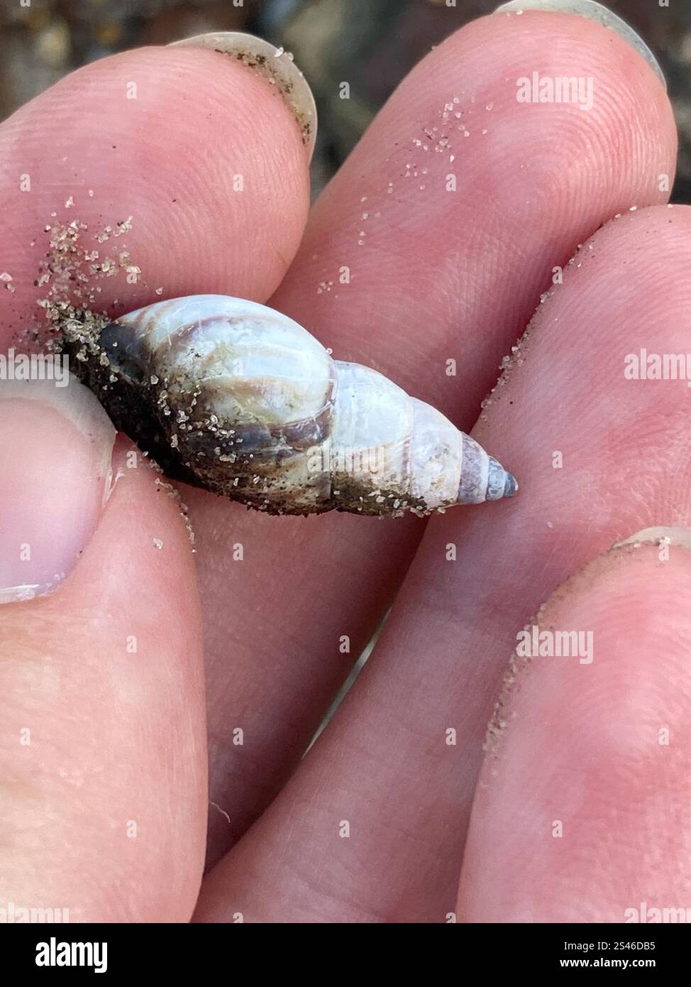 Lined Treesnail (Mesembrinus multilineatus Stock Photo - Alamy