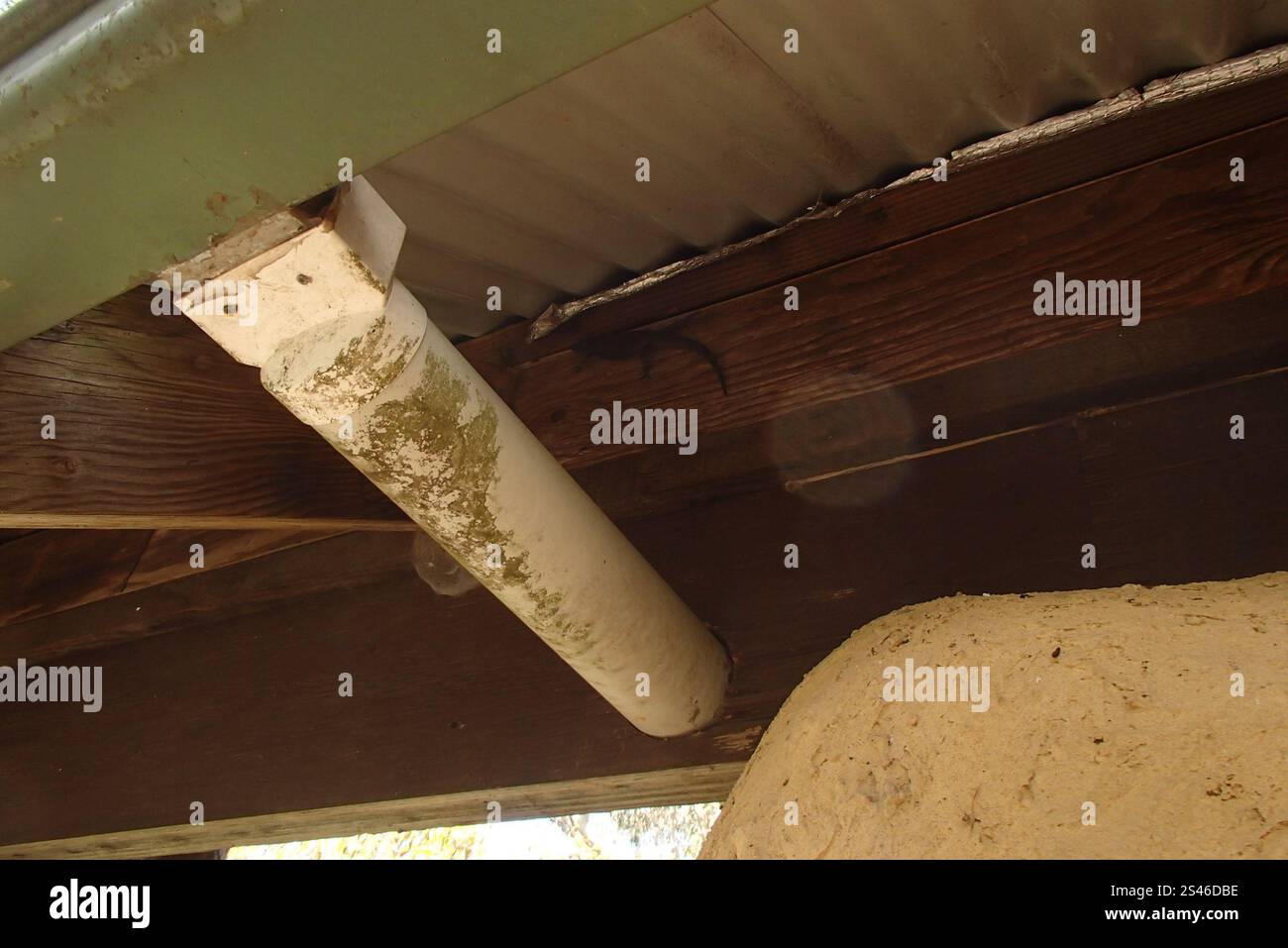 Black Rock Skink (Egernia saxatilis Stock Photo - Alamy