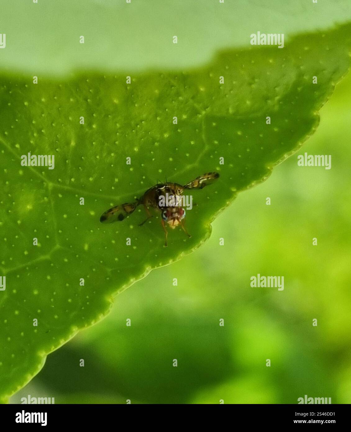 Mediterranean Fruit Fly (Ceratitis capitata Stock Photo - Alamy