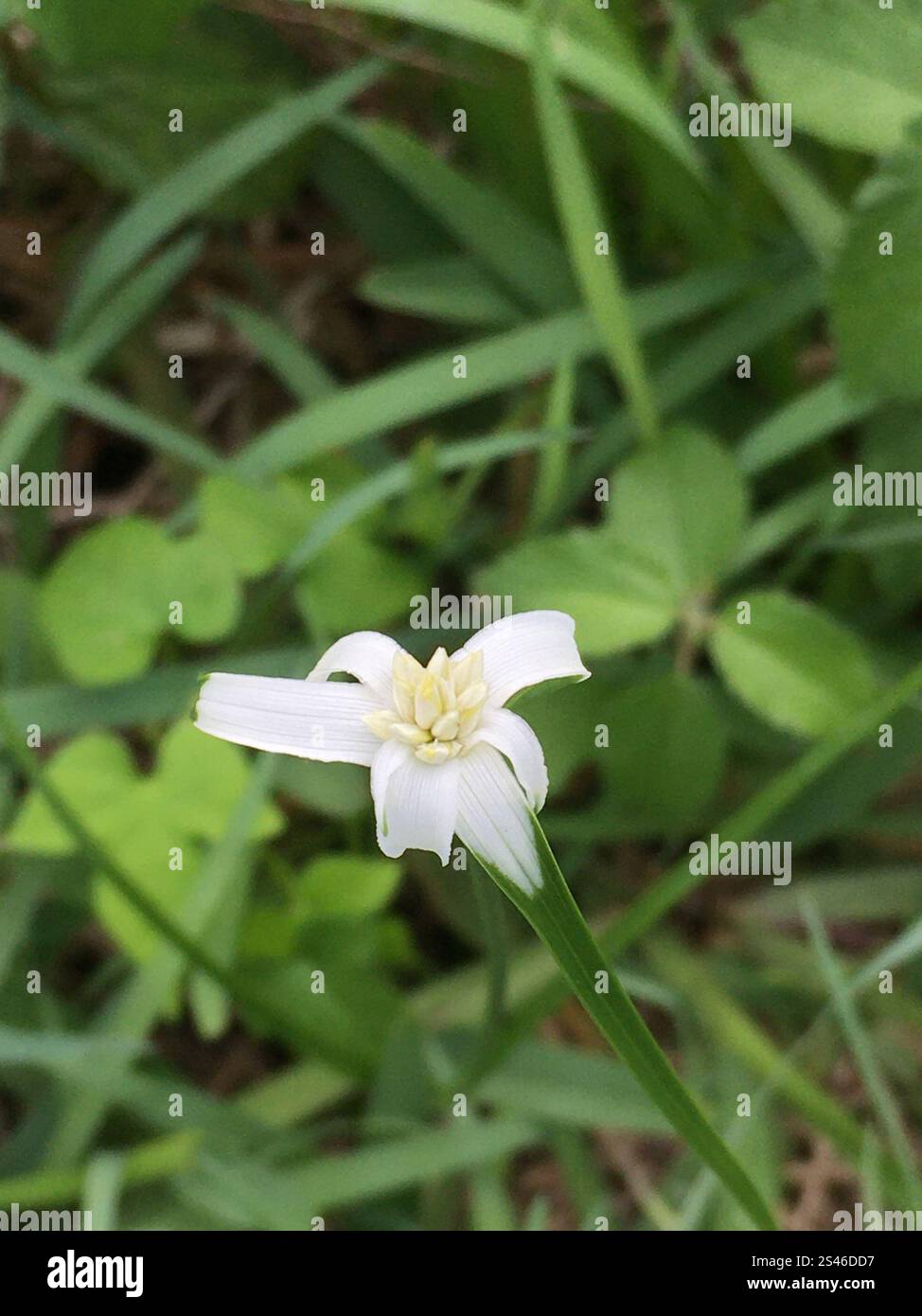 whitetop sedge (Rhynchospora colorata Stock Photo - Alamy