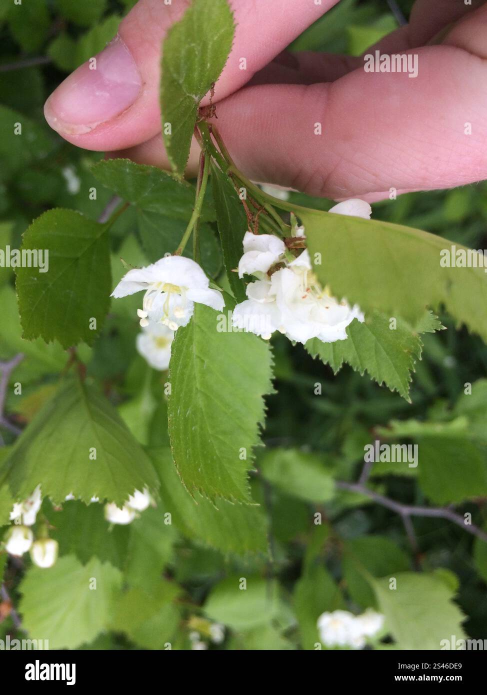 Glabrous-fruit Fireberry Hawthorn (Crataegus chrysocarpa phoeniceoides ...