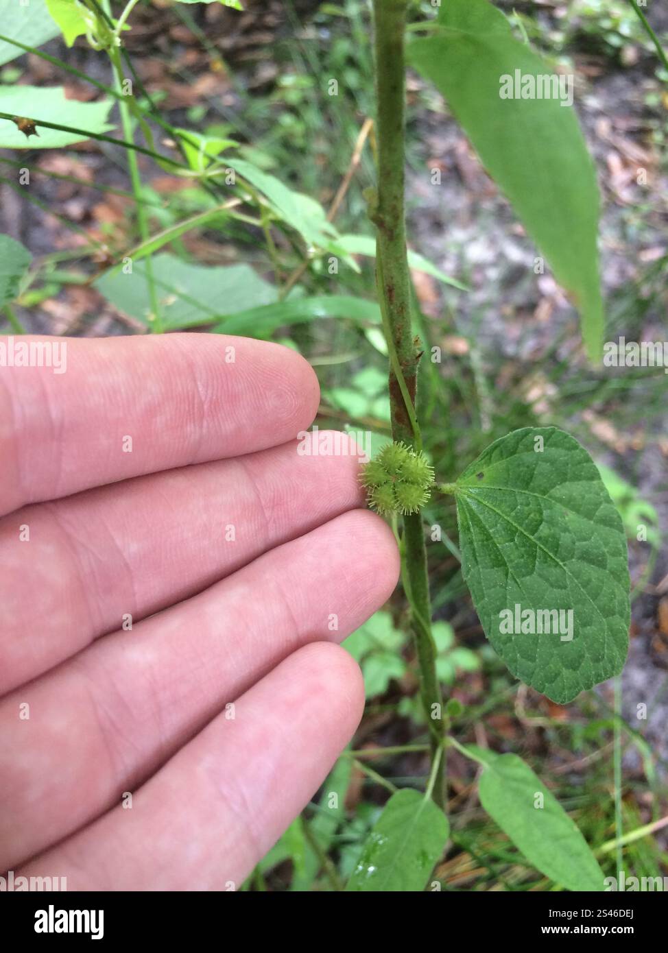 Caesar weed (Urena lobata Stock Photo - Alamy