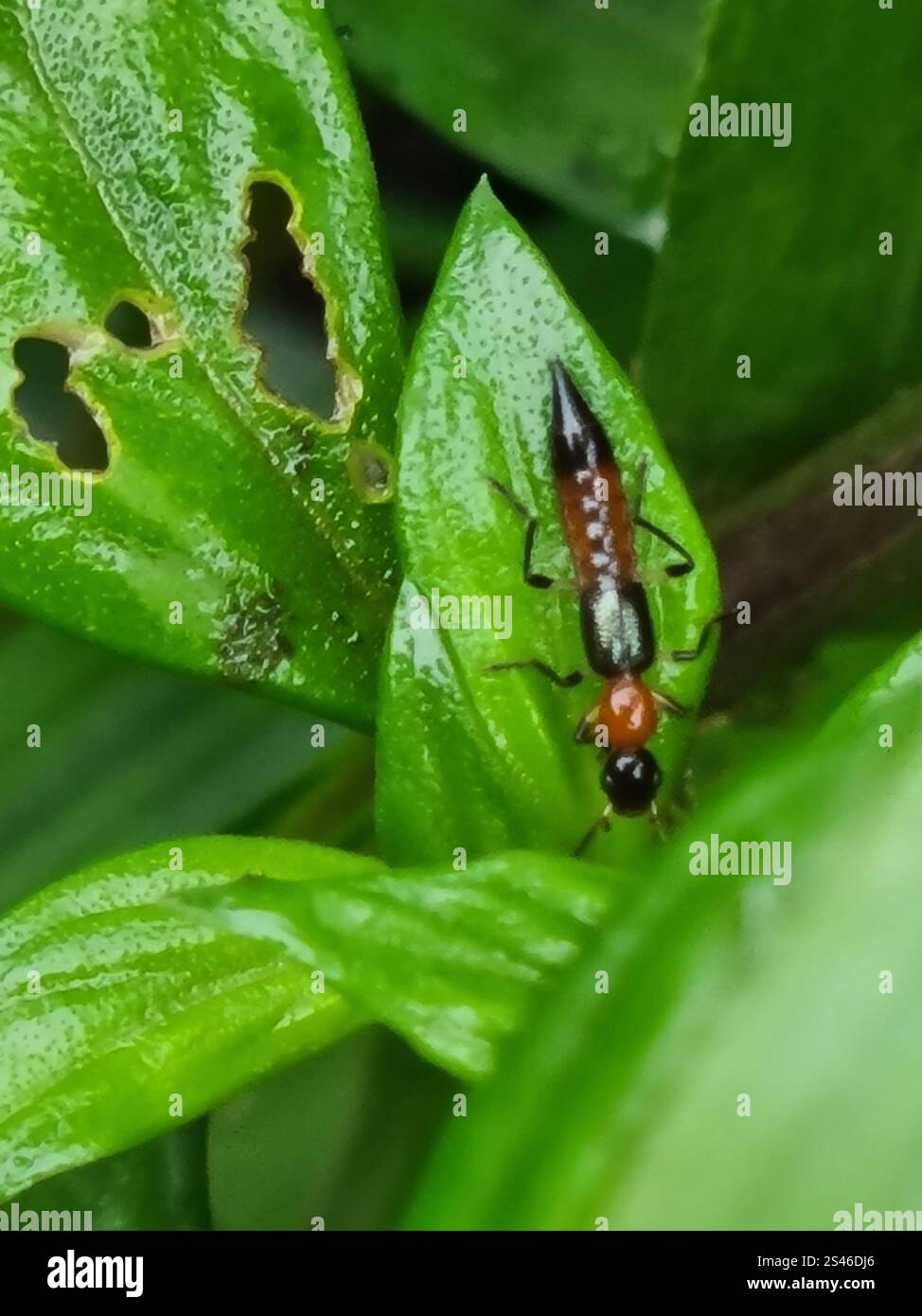 Whiplash Beetles (Paederus Stock Photo - Alamy