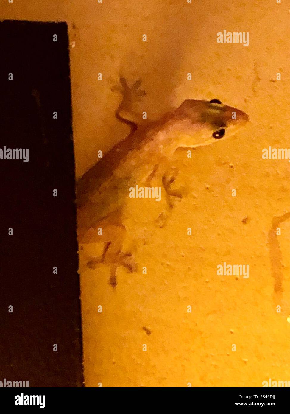 House Geckos (Hemidactylus Stock Photo - Alamy