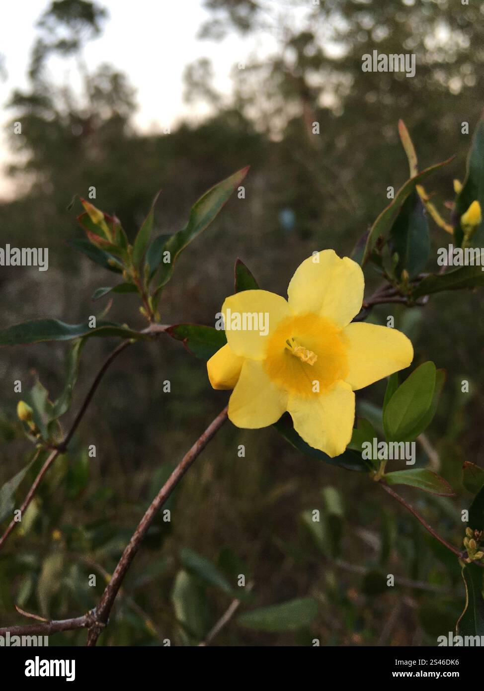 yellow jessamine (Gelsemium sempervirens Stock Photo - Alamy