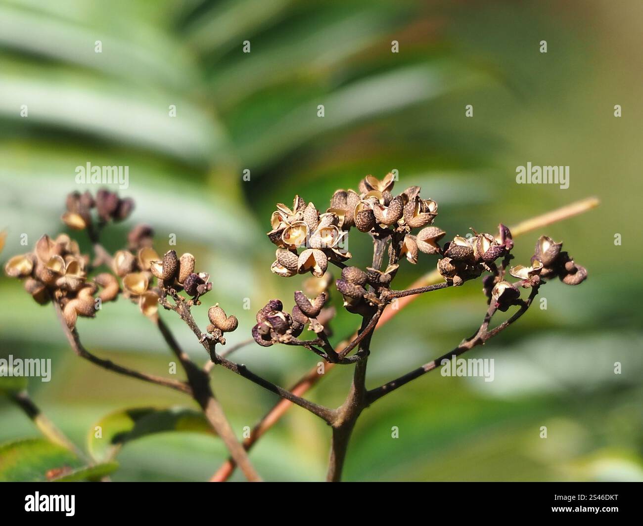Japanese Prickly Ash (Zanthoxylum ailanthoides Stock Photo - Alamy